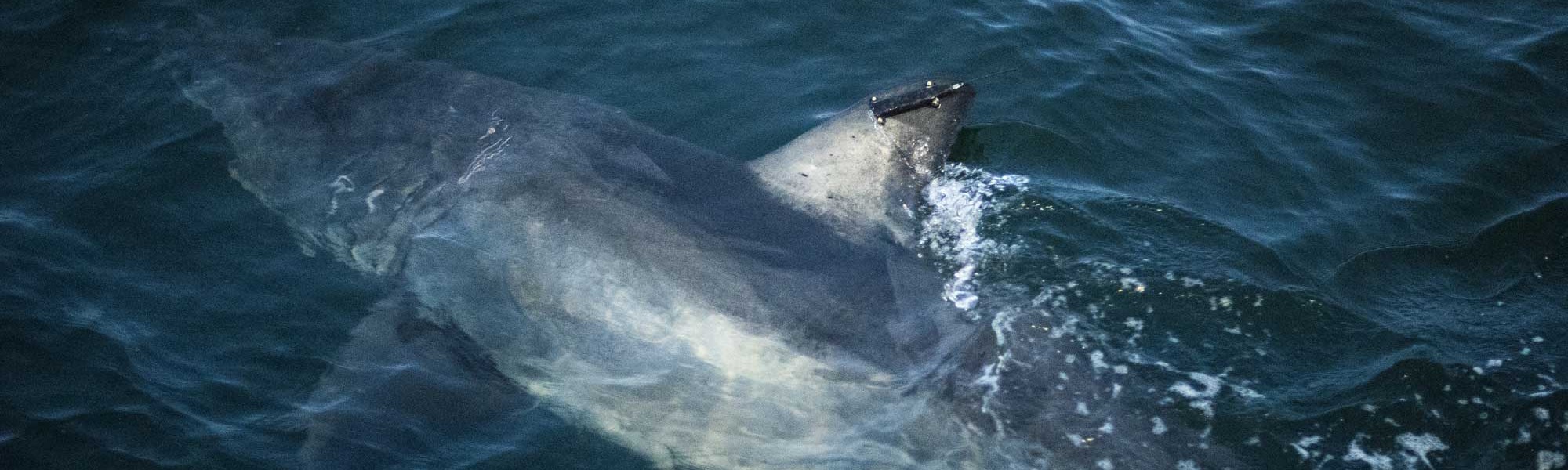 OCEARCH Adds Satellite Tag to Shark Already Equipped With an Acoustic ...