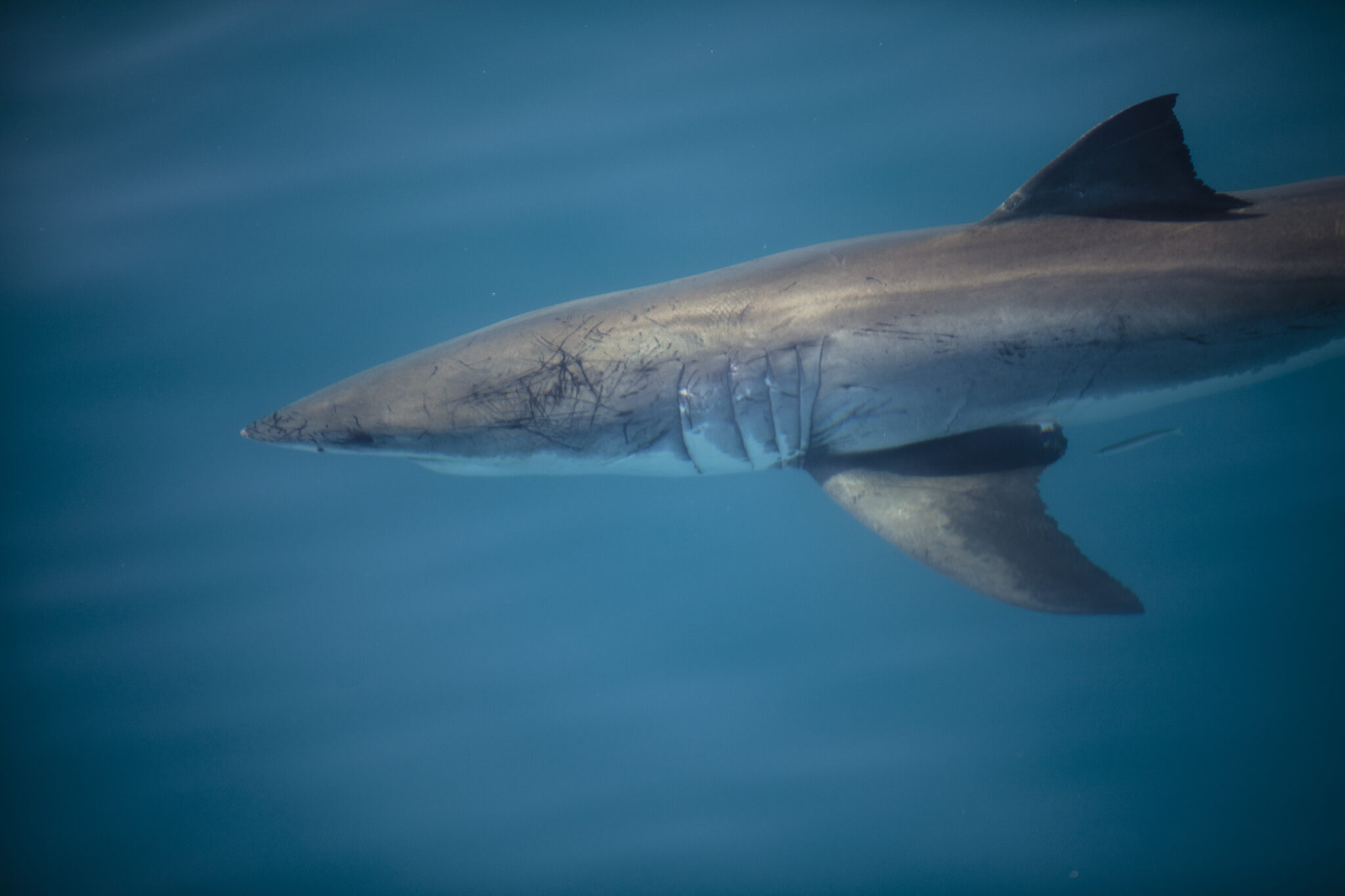 OCEARCH Blog | Shark Research News & Press