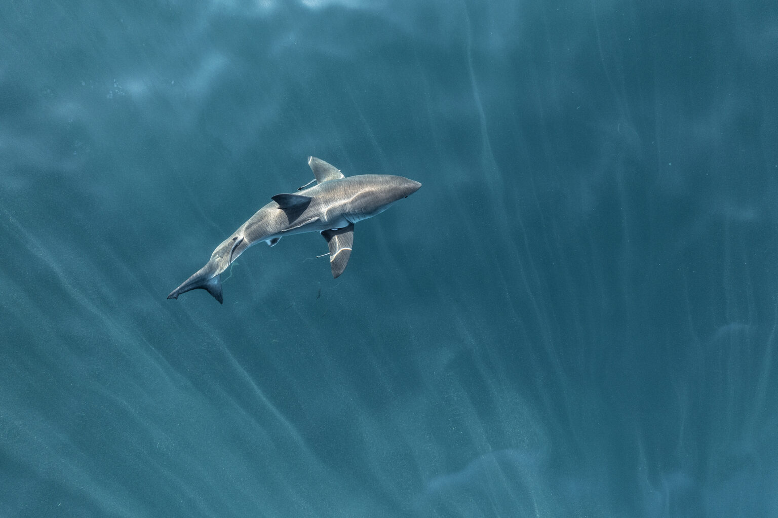 OCEARCH Blog | Shark Research News & Press