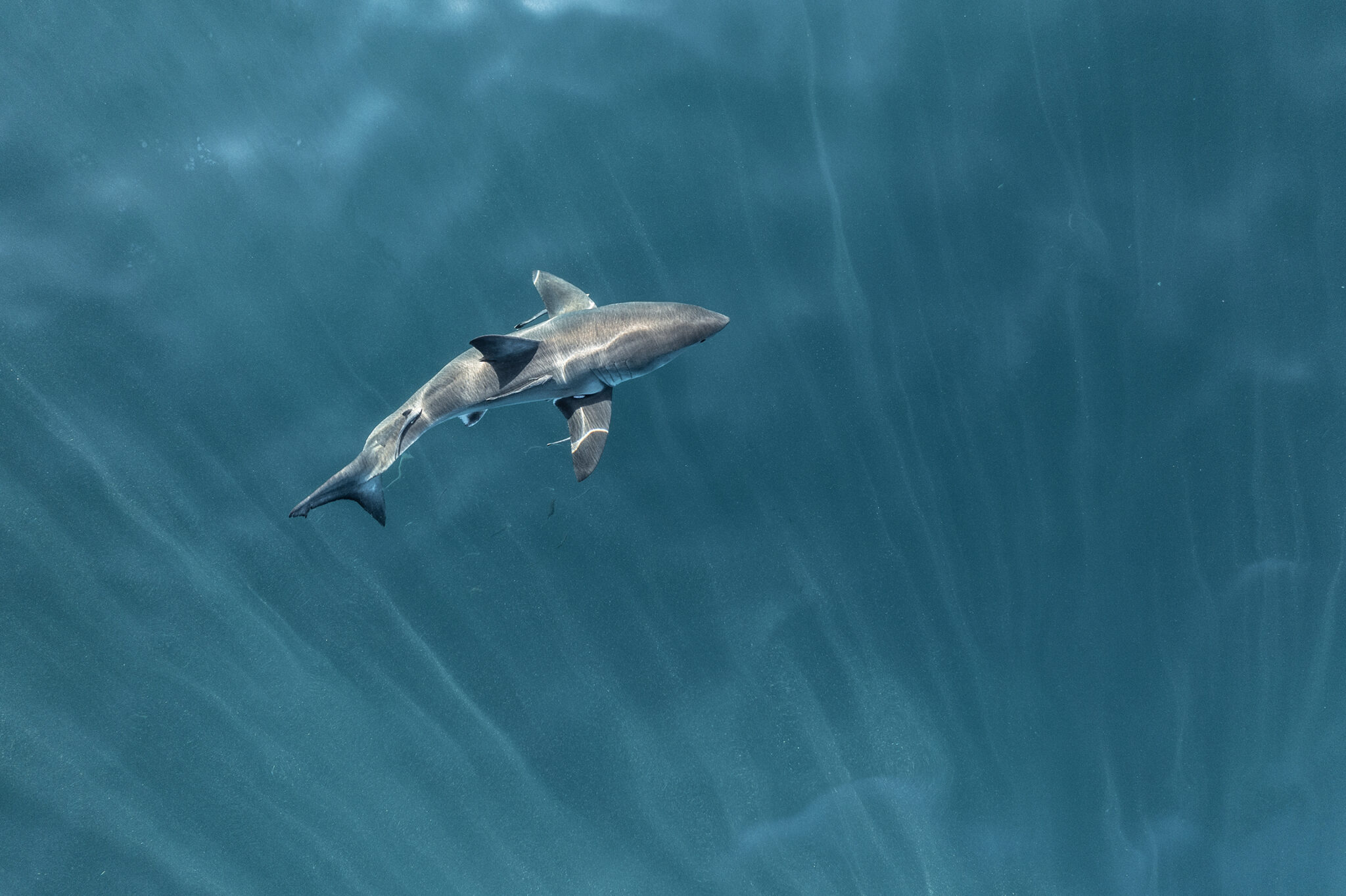 OCEARCH Blog | Shark Research News & Press