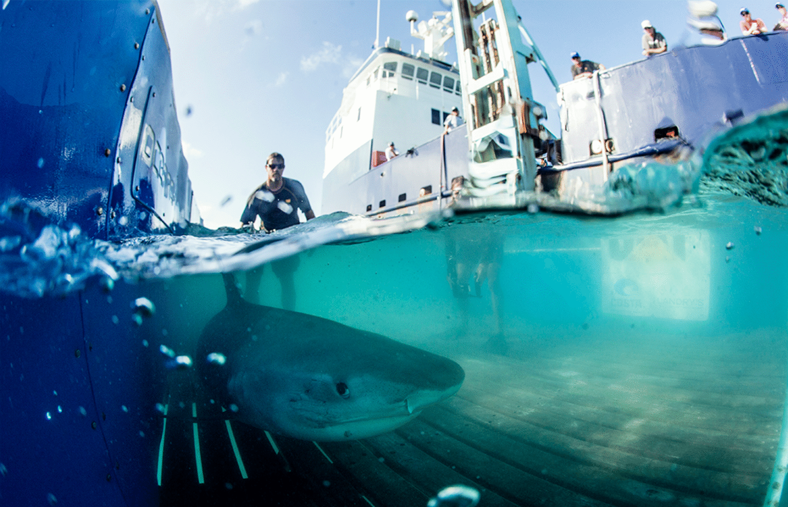 OCEARCH Blog | Shark Research News & Press