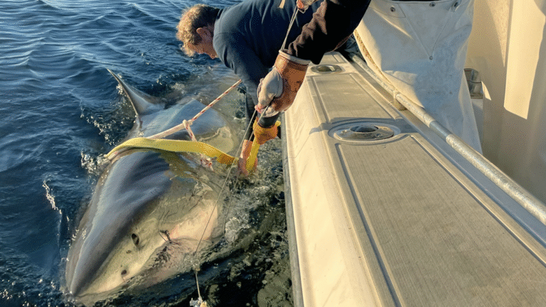 Landmark Study of Atlantic White Shark Movements Published by OCEARCH ...
