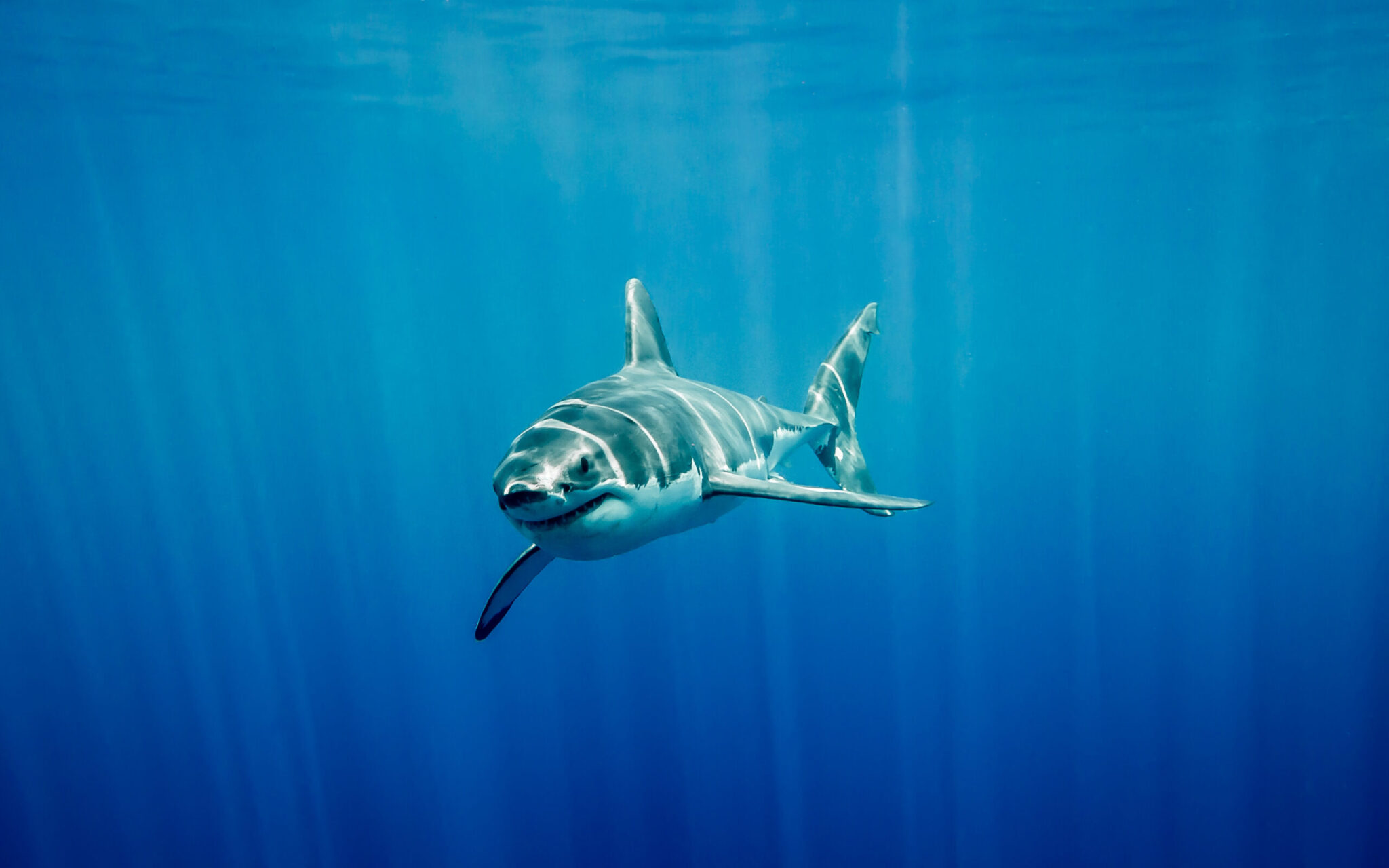 50 YEARS AFTER JAWS: OCEARCH SETS THE RECORD STRAIGHT ON WHITE SHARKS