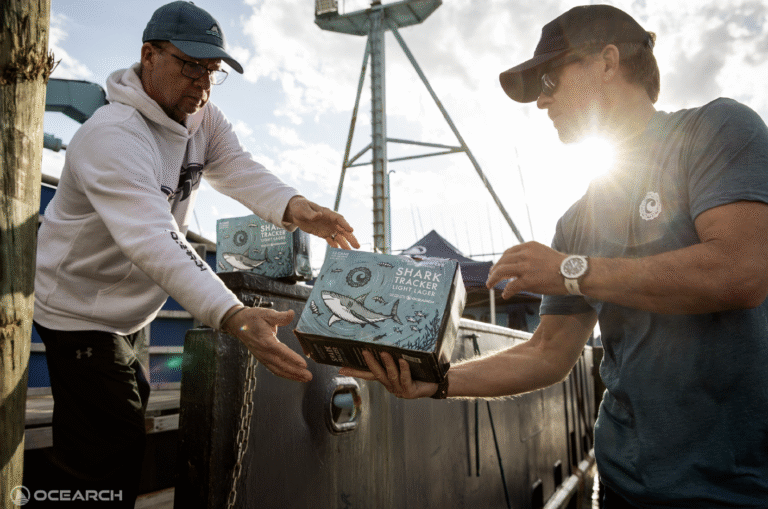 50 YEARS AFTER JAWS: OCEARCH SETS THE RECORD STRAIGHT ON WHITE SHARKS
