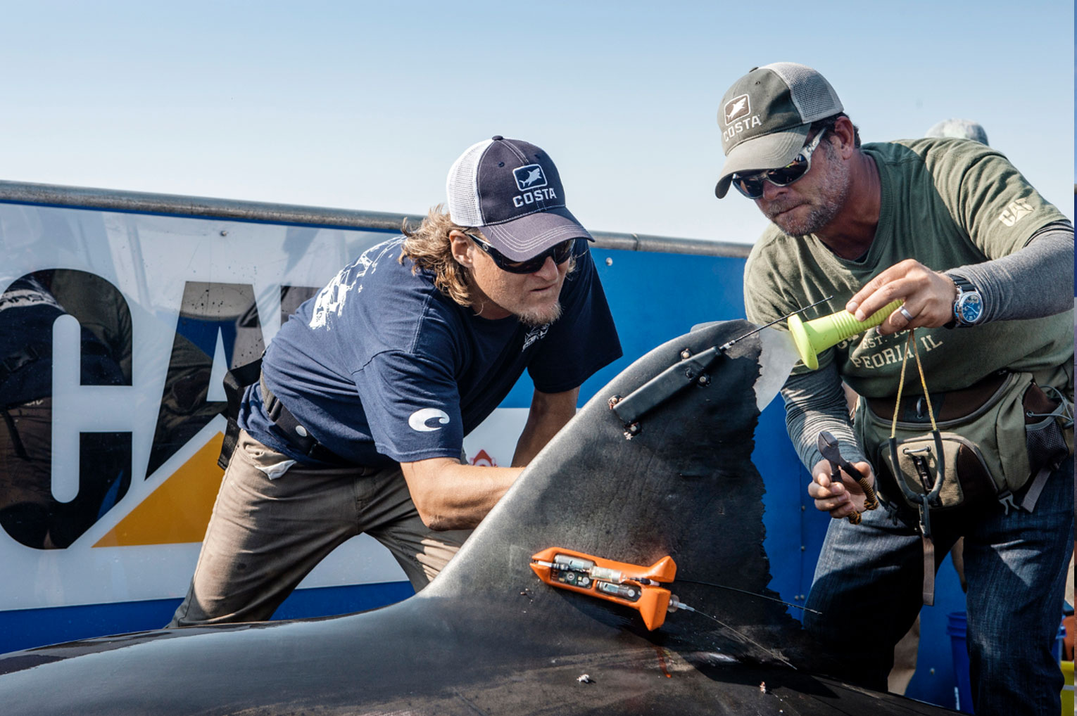 Species We Study | OCEARCH Shark & Marine Research