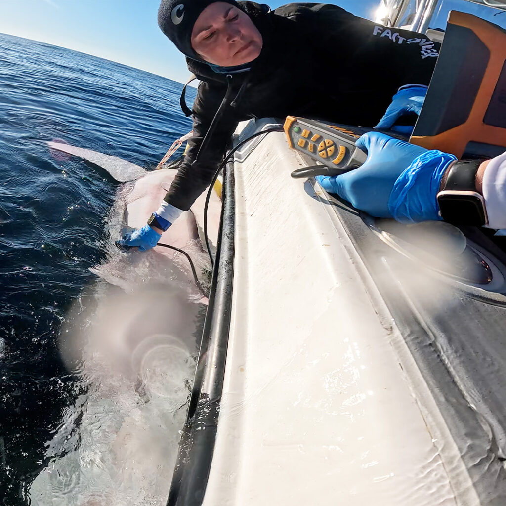 OCEARCH Expeditions | Shark Research & Conservation