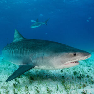 Species We Study | OCEARCH Shark & Marine Research