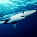 Species We Study | OCEARCH Shark & Marine Research