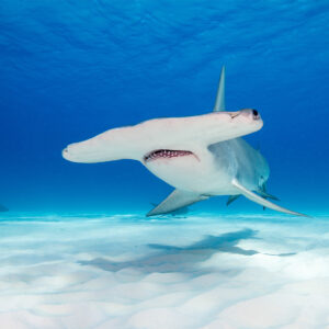 Species We Study | OCEARCH Shark & Marine Research
