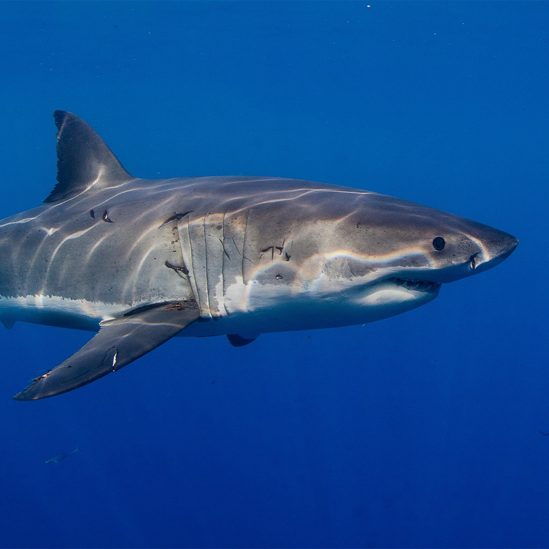 More Ways to Give | Support OCEARCH