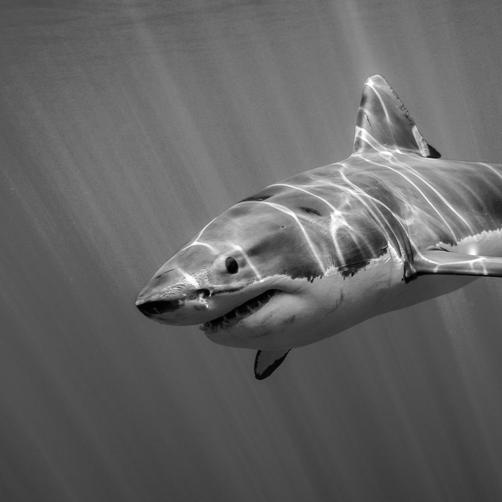 OCEARCH - Protect our Sharks. Protect our oceans.
