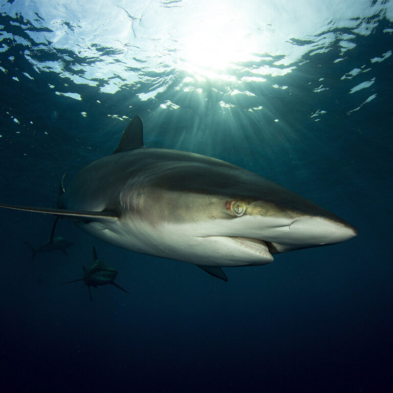 Species We Study | OCEARCH Shark & Marine Research