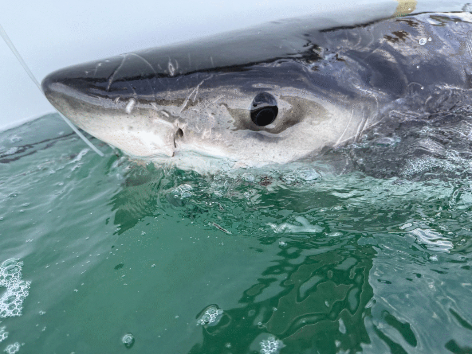 Sharks & Skeletons: A Spooky Peek Inside the Ocean’s Top Predators