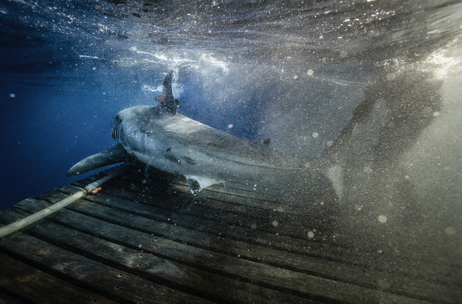 Sharks & Skeletons: A Spooky Peek Inside the Ocean’s Top Predators